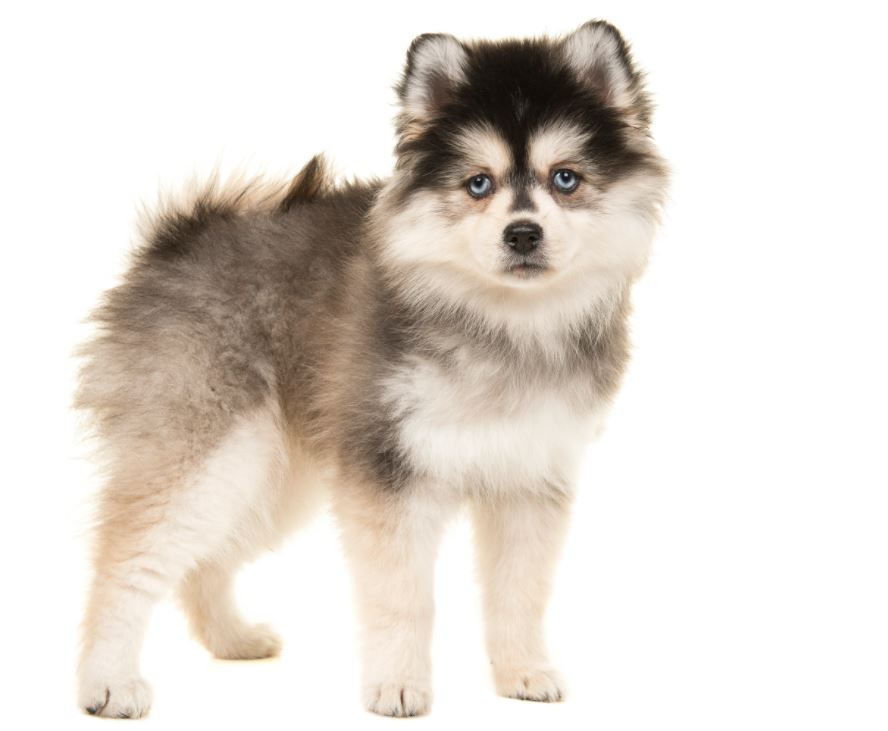 Pomsky - Uitgelaten Hond