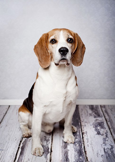 Beagle hond: Informatie, Foto’s, Kenmerken & Feiten - Uitgelaten Hond
