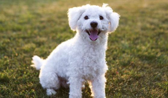 Alle kleine Hondenrassen: bekijk al deze mini en kleine hondjes ...