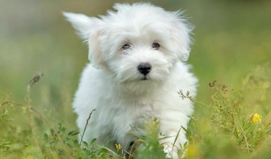 Alle kleine Hondenrassen: bekijk al deze mini en kleine hondjes ...