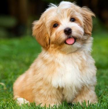 Alle kleine Hondenrassen: bekijk al deze mini en kleine hondjes ...