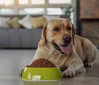 Mijn hond braakt gele gal. Wat moet ik doen ? - Uitgelaten Hond