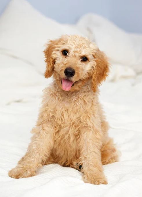 Labradoodle: Hondenras Informatie, Foto’s, Kenmerken & Feiten ...