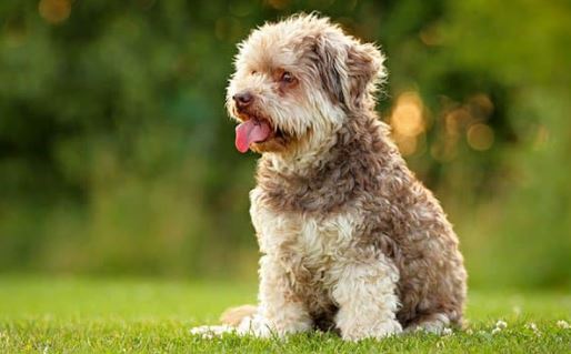 Alle kleine Hondenrassen: bekijk al deze mini en kleine hondjes ...