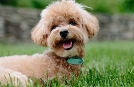 Alle kleine Hondenrassen: bekijk al deze mini en kleine hondjes ...