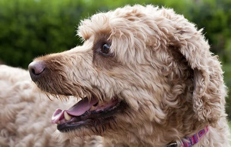 Labradoodle: Hondenras Informatie, Foto’s, Kenmerken & Feiten ...