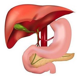 Mijn hond braakt gele gal. Wat moet ik doen ? - Uitgelaten Hond