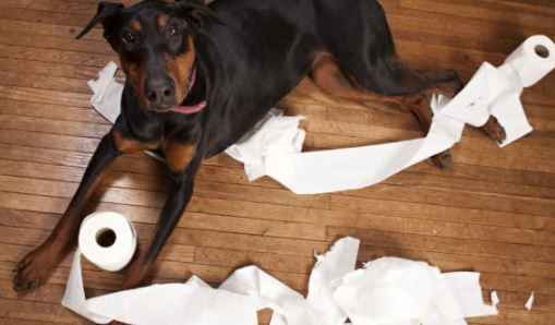 Hoe gele diarree of slijmerige ontlasting bij honden te behandelen ...