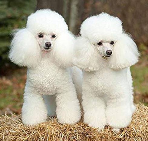 Poedel - Uitgelaten Hond