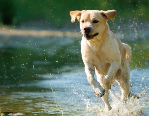 Labrador Retriever Hond Ras Informatie, Foto's, Kenmerken en Feiten