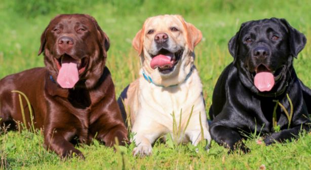 Labrador Retriever Hond Ras Informatie, Foto's, Kenmerken en Feiten