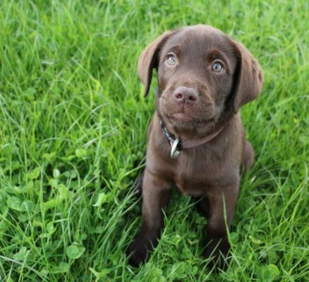Labrador Retriever Hond Ras Informatie, Foto's, Kenmerken en Feiten