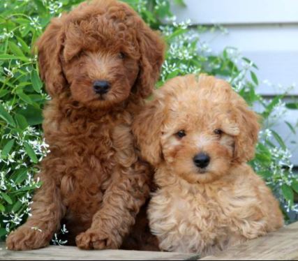 Poedel - Uitgelaten Hond