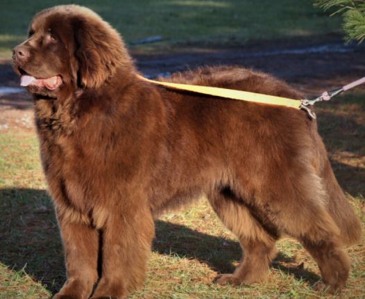 Newfoundlander: Informatie, Foto’s, karakter & Feiten - Uitgelaten Hond