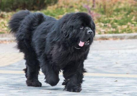 Newfoundlander: Informatie, Foto’s, karakter & Feiten - Uitgelaten Hond