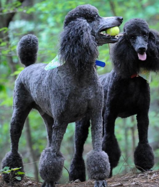 Poedel - Uitgelaten Hond