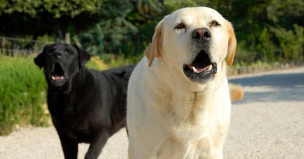 Labrador Retriever Hond Ras Informatie, Foto's, Kenmerken en Feiten