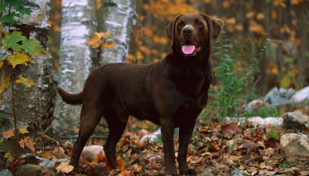 Labrador Retriever Hond Ras Informatie, Foto's, Kenmerken en Feiten