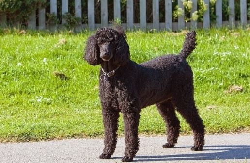 Poedel - Uitgelaten Hond