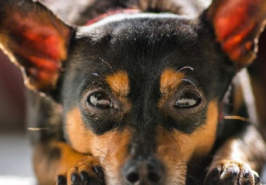 Ken jij deze Chihuahua kruisingen? - Uitgelaten Hond