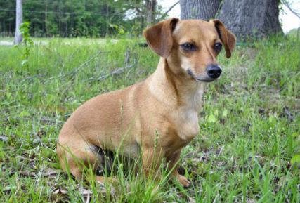 Ken jij deze Chihuahua kruisingen? - Uitgelaten Hond