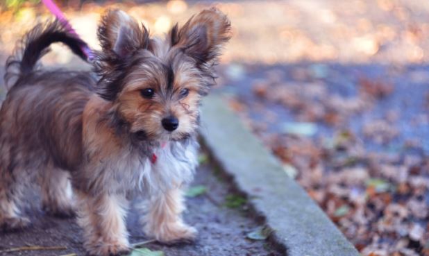 Ken jij deze Chihuahua kruisingen? - Uitgelaten Hond