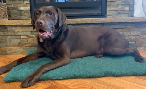 Beste vetbed voor een hond kopen, aanbieding en review - Uitgelaten Hond