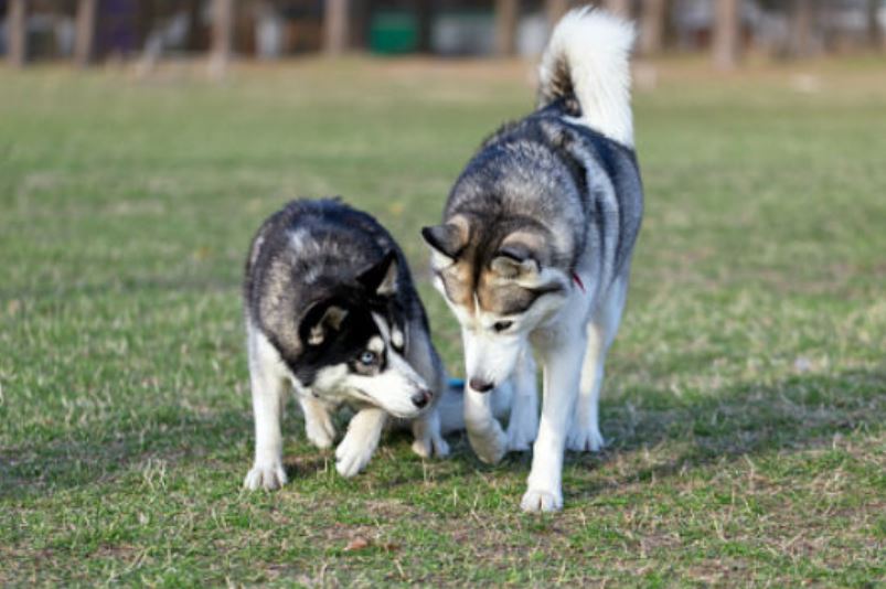 Waarom loopt mijn hond mank? - Uitgelaten Hond