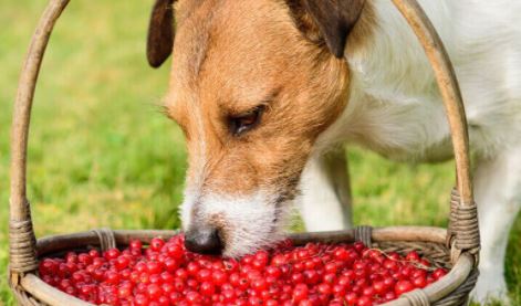 Mogen honden aalbessen eten ? - Uitgelaten Hond