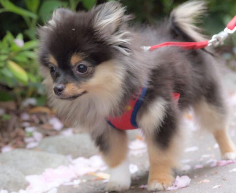 Pomchi Gemengd Hondenras Foto's, Kenmerken, & Feiten - Uitgelaten Hond