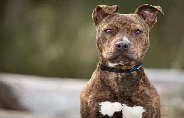 13 Soorten Pitbull Hondenrassen en hun Verschillen - Uitgelaten Hond