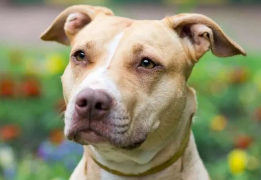 13 Soorten Pitbull Hondenrassen en hun Verschillen - Uitgelaten Hond