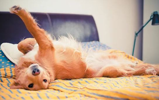 Dit is waarom je hond altijd bij jou in bed wil slapen - Uitgelaten Hond