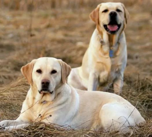 Engelse vs Amerikaanse Labrador: Wat is het verschil? (Met afbeeldingen ...