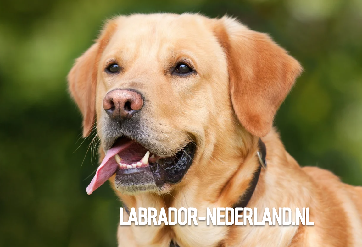 Labrador Retriever Hond Ras Informatie, Foto's, Kenmerken en Feiten