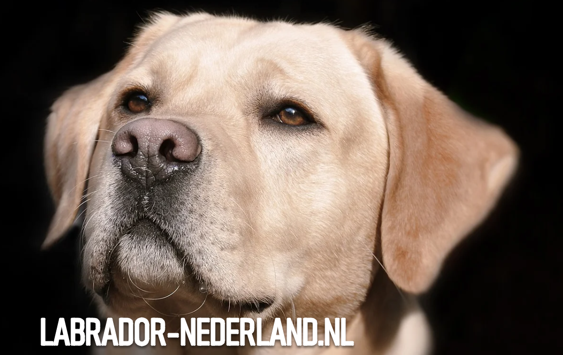 Labrador Retriever: Hond Ras Informatie, Foto's, Kenmerken en Feiten ...