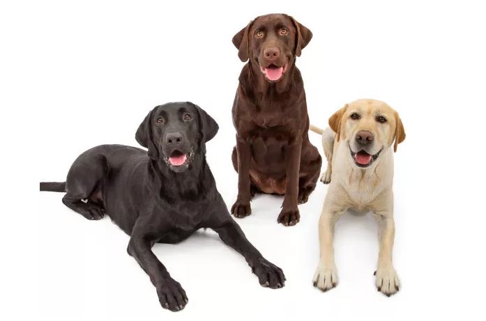 Labrador in zilver - Alles over de grijze Labrador Retriever ...