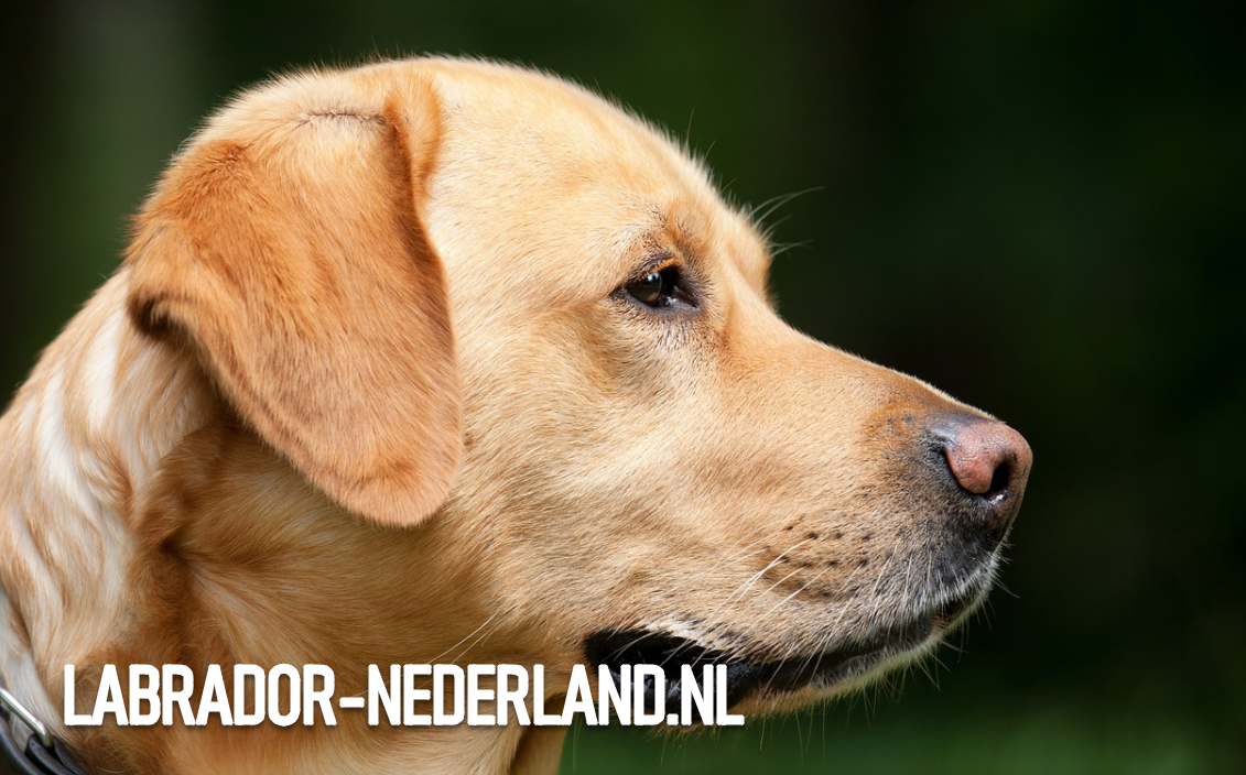Labrador Retriever: Hond Ras Informatie, Foto's, Kenmerken en Feiten ...