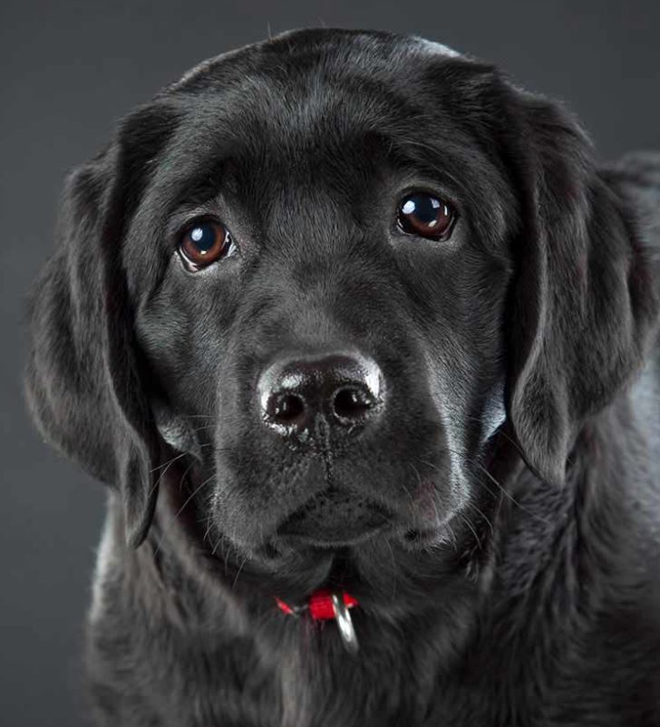 Zwarte Labrador - Een complete gids voor de zwarte Labrador Retriever ...