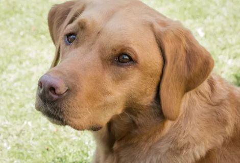 Labrador in zilver - Alles over de grijze Labrador Retriever ...