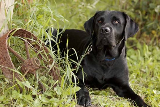Zwarte Labrador - Een complete gids voor de zwarte Labrador Retriever ...