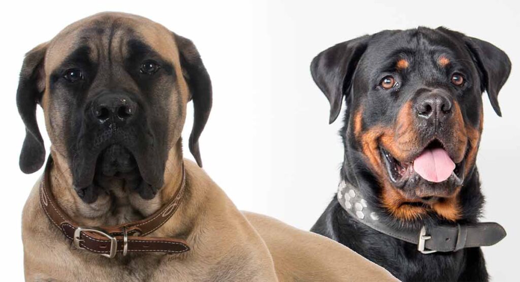 Rottweiler - Uitgelaten Hond