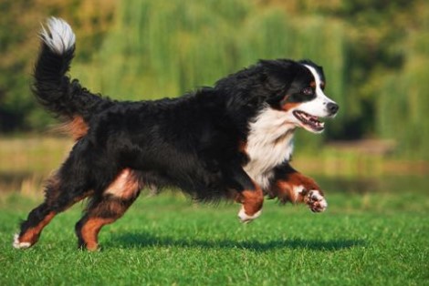 Hier zit de worm in - Daarom is een goede darmflora bij honden beter ...