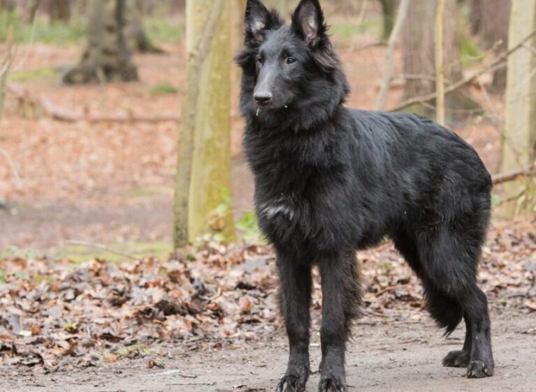 Groenendaeler Informatie, Foto’s, karakter & Feiten