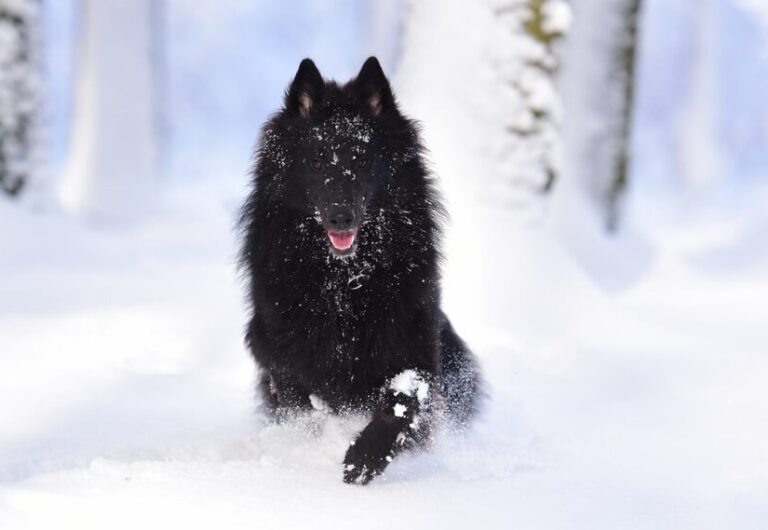 Groenendaeler Informatie, Foto’s, karakter & Feiten