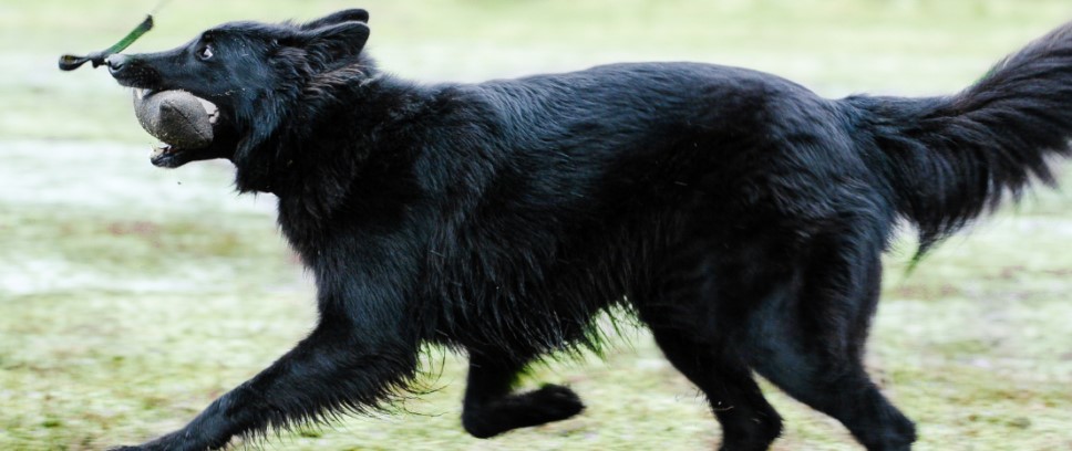 Groenendaeler Informatie, Foto’s, karakter & Feiten