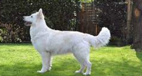 Groenendaeler Informatie, Foto’s, karakter & Feiten