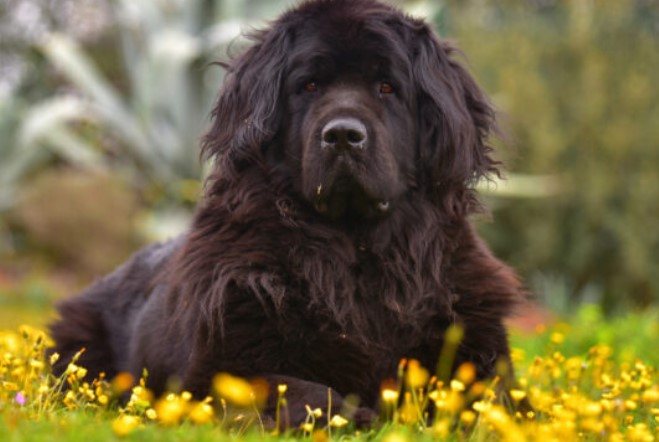 Newfoundlander: Informatie, Foto’s, karakter & Feiten - Uitgelaten Hond