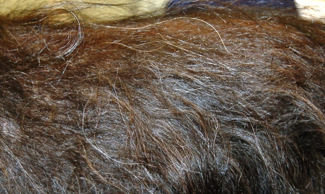 Sebaceous Adenitis bij honden: symptomen en oorzaken - Uitgelaten Hond