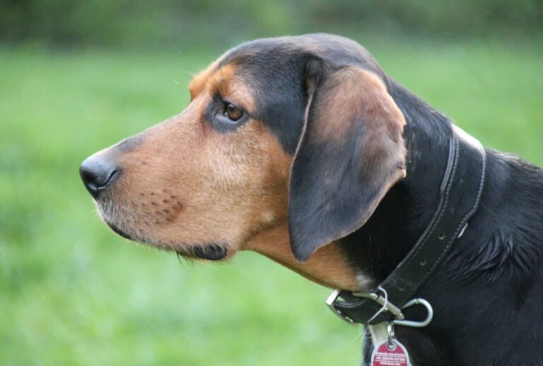 hellinikos ichnilatis hondenras: geschiedenis en kenmerken - Uitgelaten ...